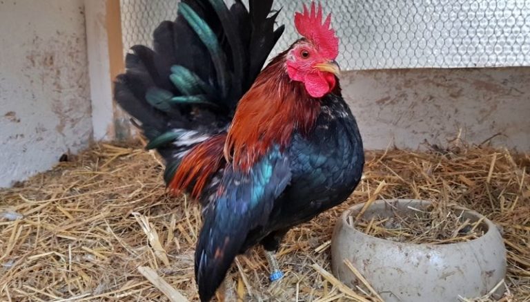 15 Most Expensive Chicken Breeds In The World