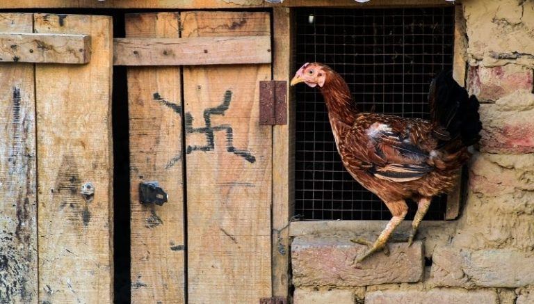 How To Catch A Chicken: 17 Effective Ways