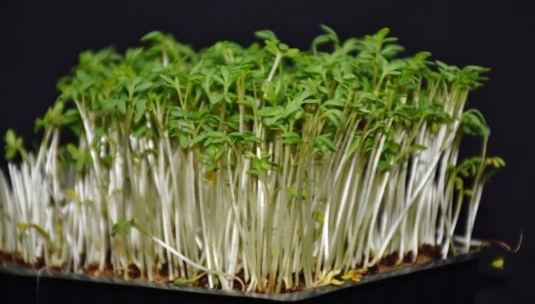 How To Grow Microgreens At Home (Step-By-Step Guide)