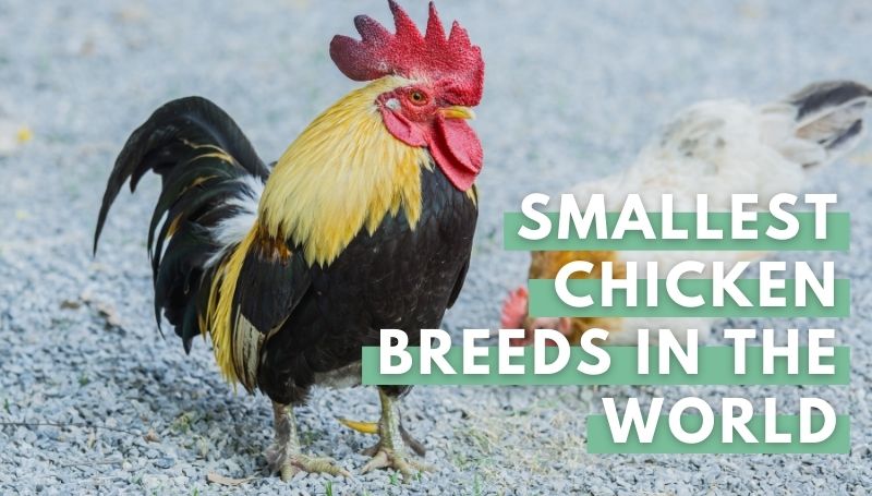 15 Small Chicken Breeds: The Ultimate List