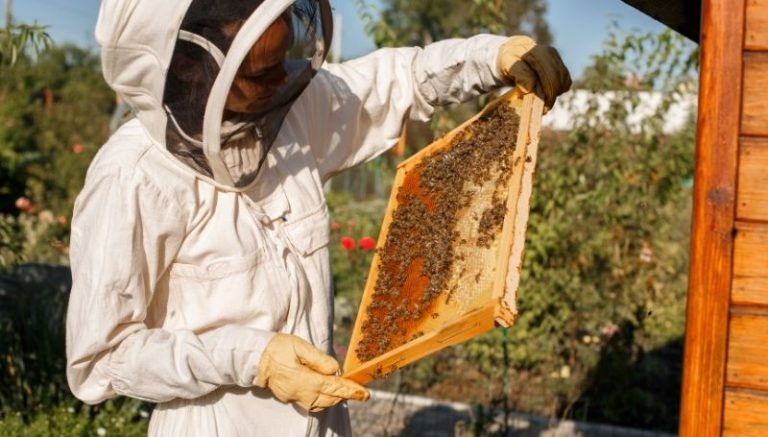 11 Best Beekeeping Apps for Android And iOS