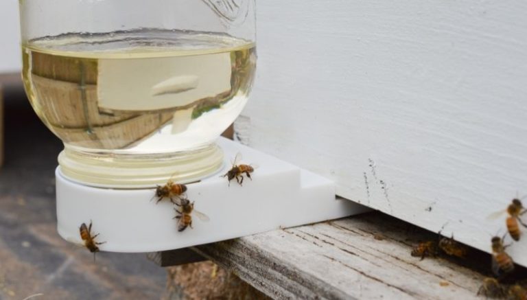 Sugar Water for Bees: Preparation and Feeding Guide