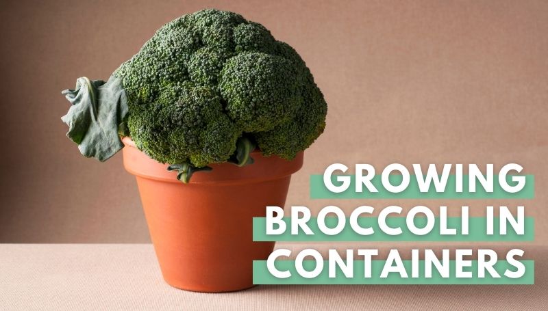 Growing Broccoli in Containers - Eco Peanut