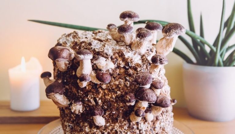 10 Best Mushroom Growing Kit Reviews (2022)