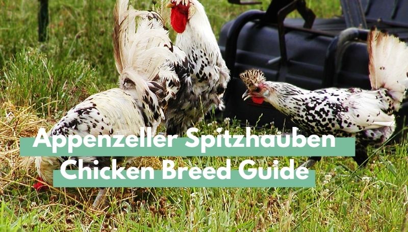 Appenzeller Spitzhauben Chicken Breed Guide - EcoPeanut