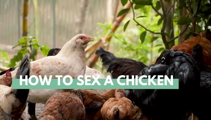 How to Sex a Chicken? Eco Peanut