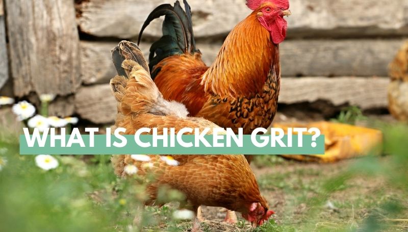 What is Chicken Grit? EcoPeanut