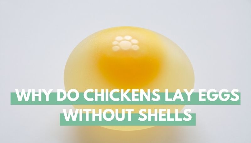 Why Do Chickens Lay Eggs Without Shells? Eco Peanut