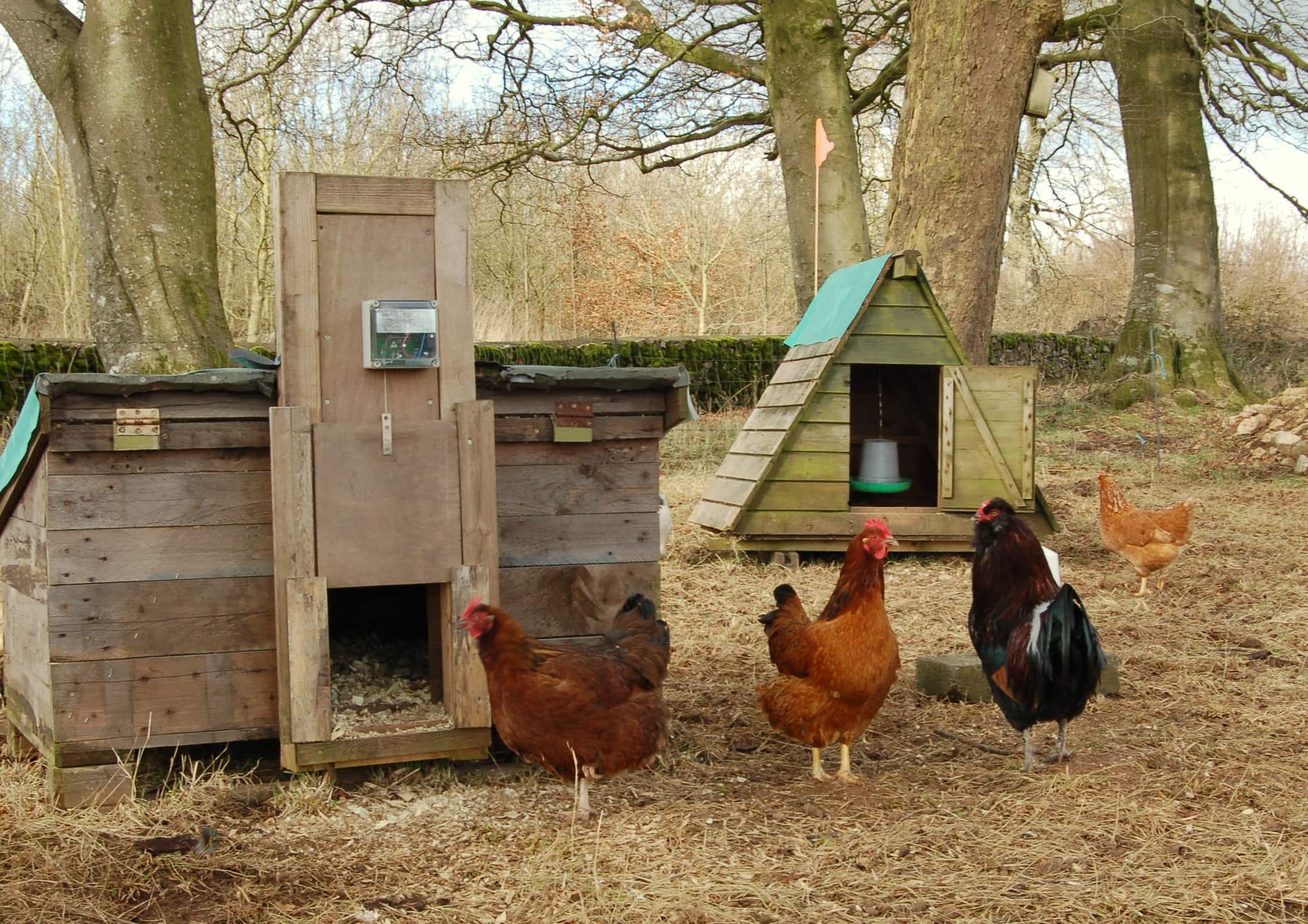 Chicken Coop Door Ideas - EcoPeanut