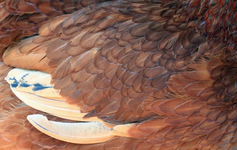 Rooster Anatomy Guide - EcoPeanut