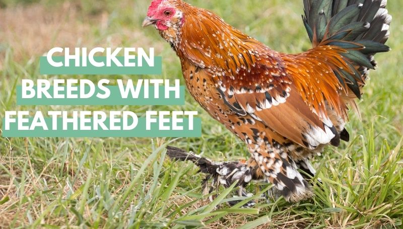 Chicken Breeds With Feathered Feet - Eco Peanut