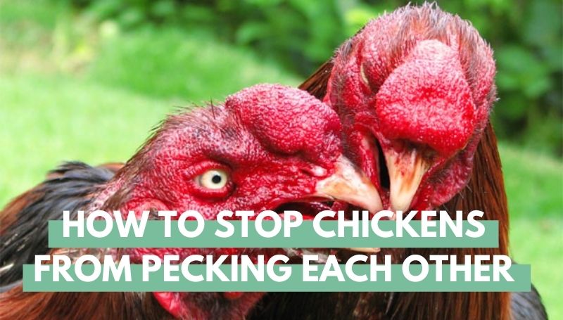 How to Stop Chickens From Pecking Each Other - Eco Peanut