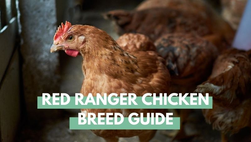 Red Ranger Chicken: Complete Breed Guide - Eco Peanut