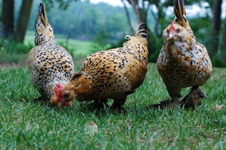 Belgian d’Uccle Chicken Breed Guide: Eggs, Height, Size, and Raising ...