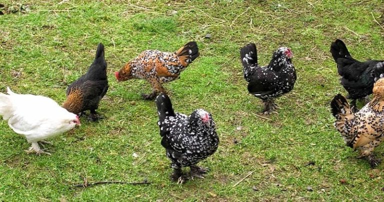 Belgian d’Uccle Chicken Breed Guide: Eggs, Height, Size, and Raising ...