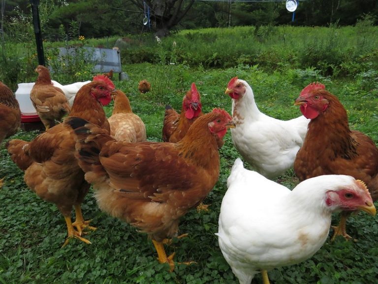 Red Ranger Chicken: Complete Breed Guide - Eco Peanut