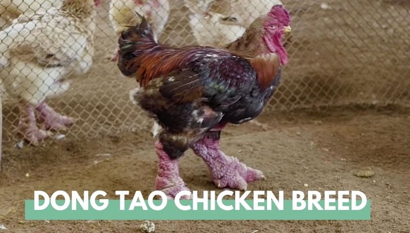 Dong Tao Chicken Breed Guide - Eco Peanut