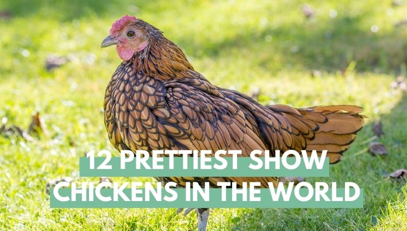 The 12 Prettiest Show Chickens in the World - Eco Peanut
