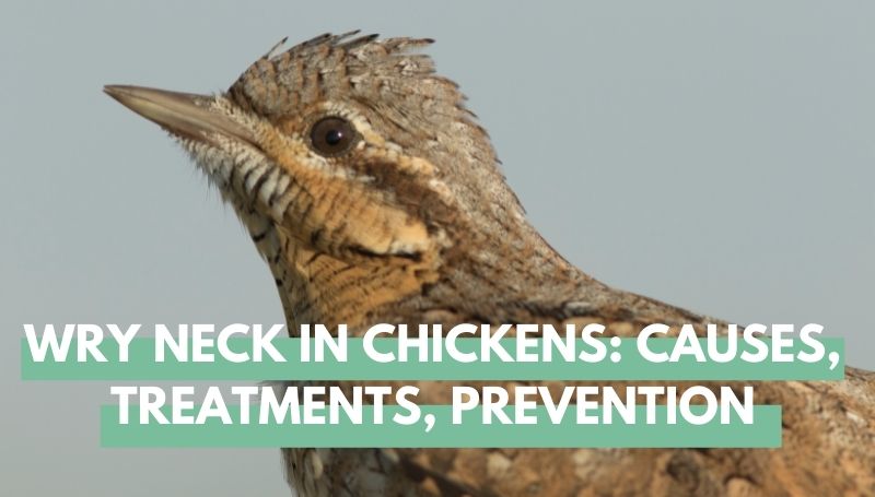 Wry Neck in Chickens: Causes, Treatment & Prevention - Eco Peanut