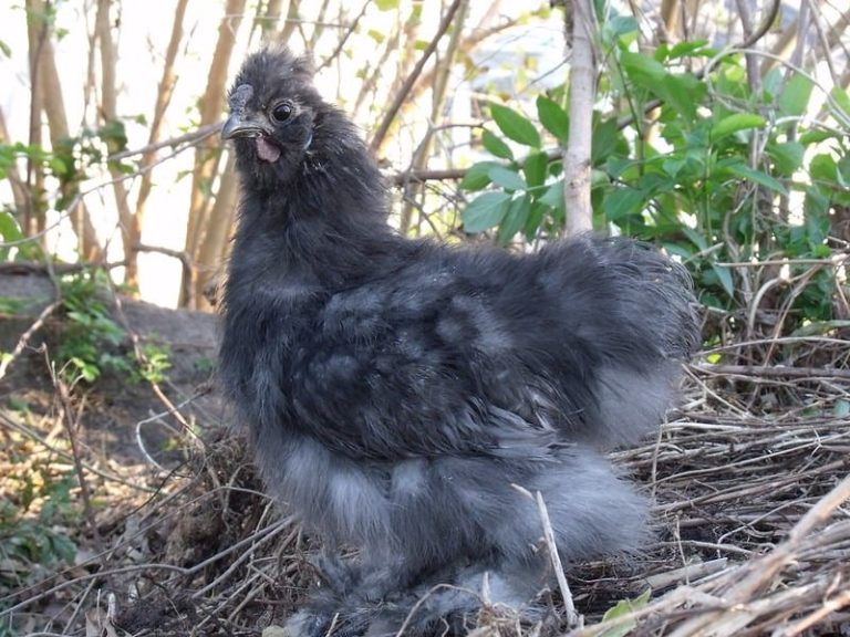10 Gorgeous Blue Chicken Breeds - Eco Peanut