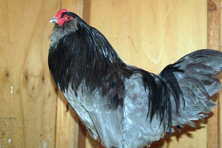 10 Gorgeous Blue Chicken Breeds - Eco Peanut