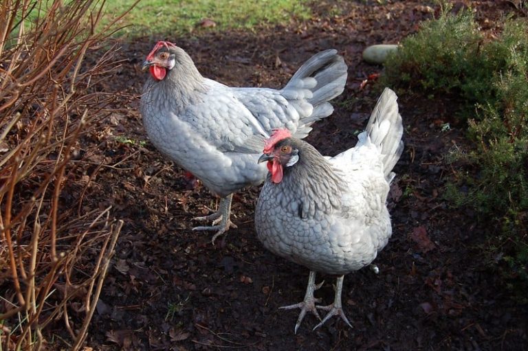 10 Gorgeous Blue Chicken Breeds - Eco Peanut