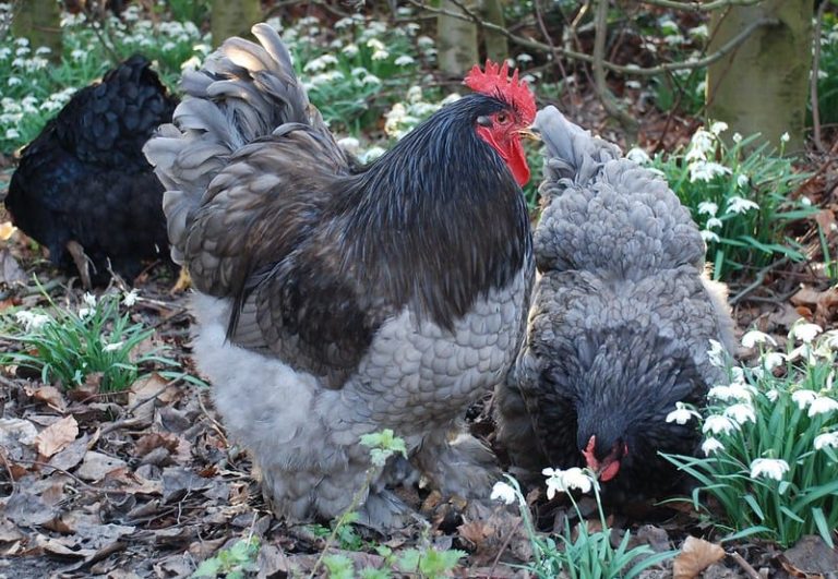 10 Gorgeous Blue Chicken Breeds - Eco Peanut