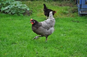 10 Gorgeous Blue Chicken Breeds - Eco Peanut