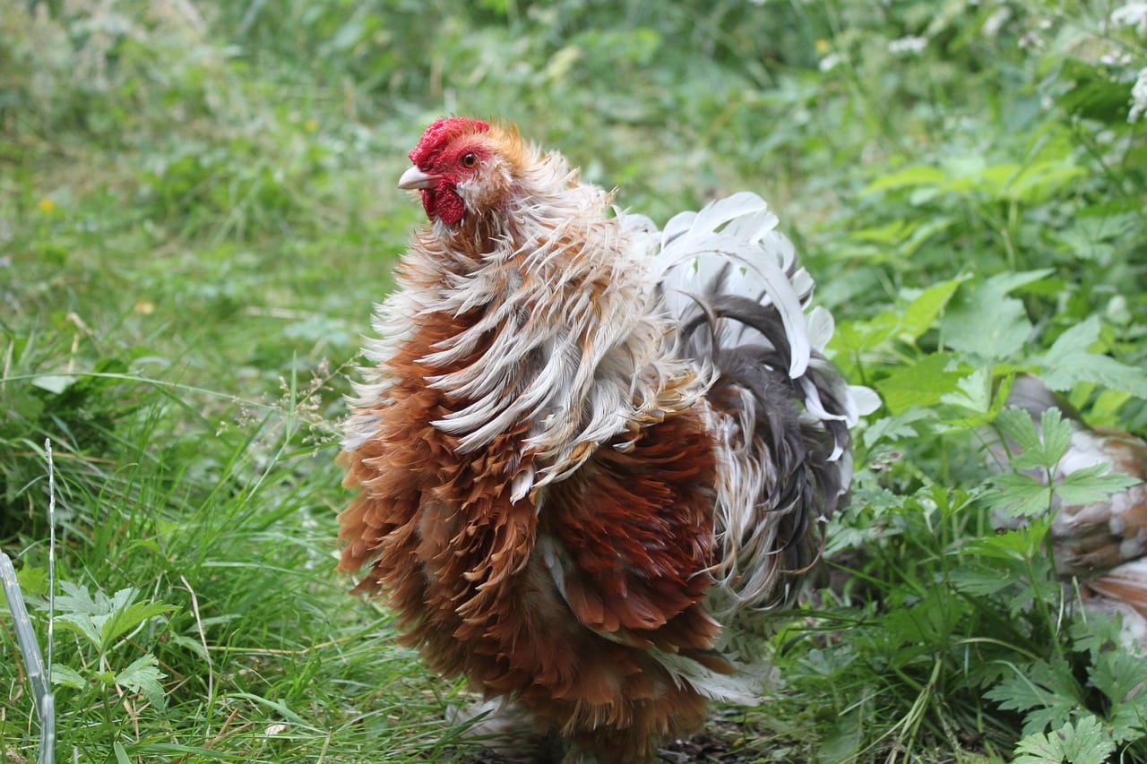 15 Most Fluffy Chicken Breeds - Eco Peanut