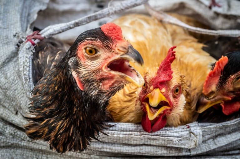 Wry Neck in Chickens: Causes, Treatment & Prevention - Eco Peanut