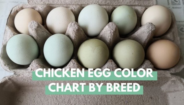 Raising Chickens - Eco Peanut