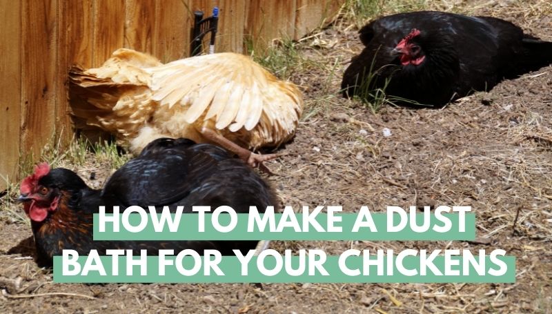 How to Make a Dust Bath For Your Chickens - Eco Peanut