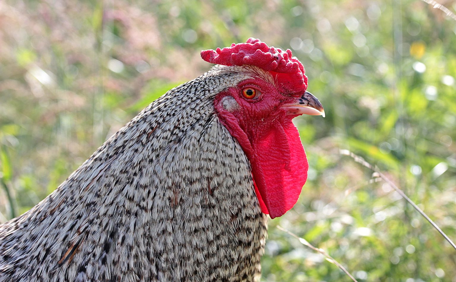The Dominique Chicken: America’s Oldest Breed - Eco Peanut