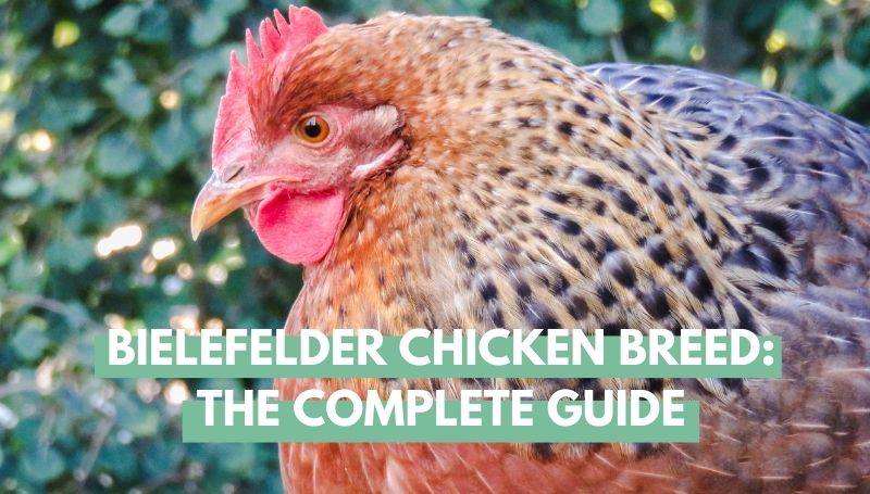 Bielefelder Chicken Breed: The Complete Guide - Eco Peanut