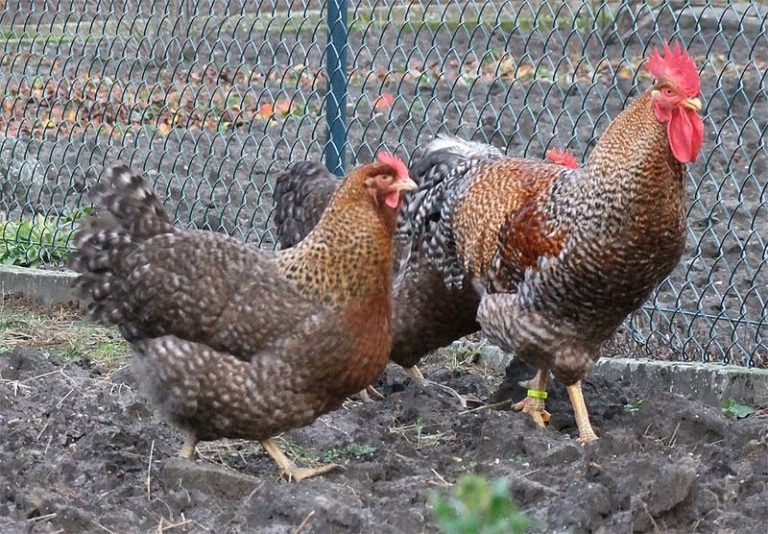 Bielefelder Chicken Breed: The Complete Guide - Eco Peanut