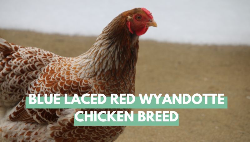 All About The Blue Laced Red Wyandotte Chicken Breed - Eco Peanut