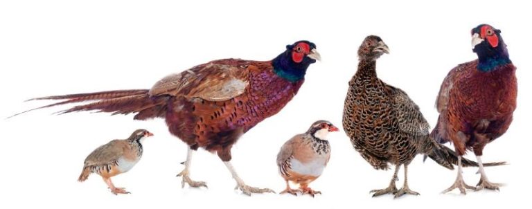 Fowl vs Chicken: What’s the Difference? - Eco Peanut