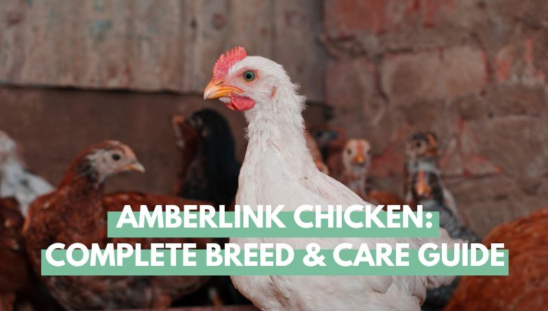 Amberlink Chicken: Complete Breed & Care Guide - Eco Peanut