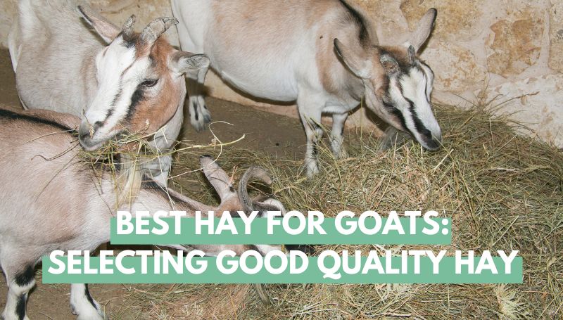 Best Hay for Goats: Selecting Good Quality Hay - Eco Peanut