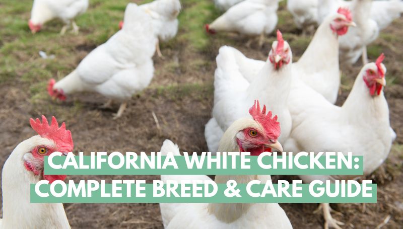 California White Chicken: Complete Breed & Care Guide - Eco Peanut