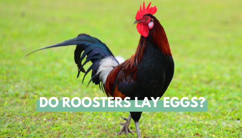 Do Roosters Lay Eggs? - Eco Peanut