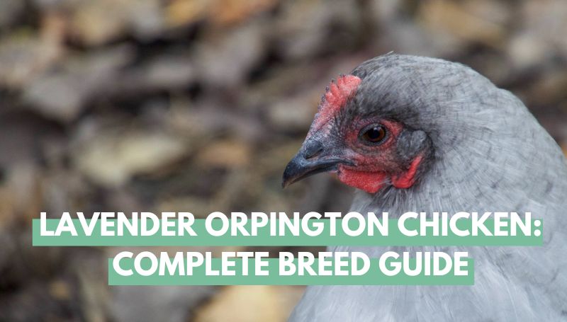 Lavender Orpington Chicken: Complete Breed Guide - Eco Peanut