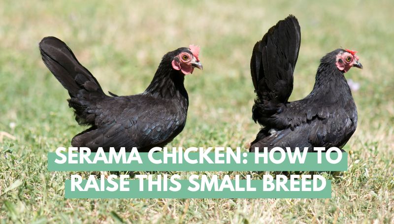 Serama Chicken: How to Raise This Small Breed - Eco Peanut