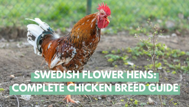 Swedish Flower Hens: Complete Chicken Breed Guide - Eco Peanut
