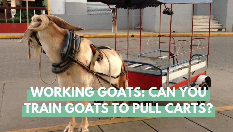 Working Goats: Can you Train Goats to Pull Carts? - Eco Peanut