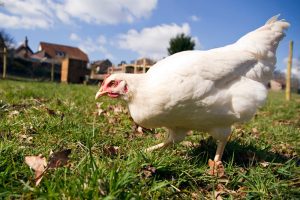 Amberlink Chicken: Complete Breed & Care Guide - Eco Peanut
