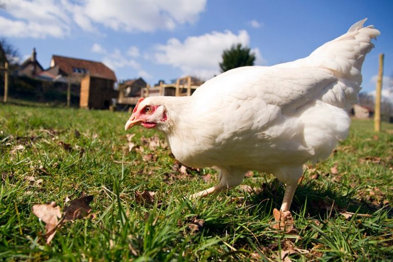 Amberlink Chicken: Complete Breed & Care Guide - Eco Peanut
