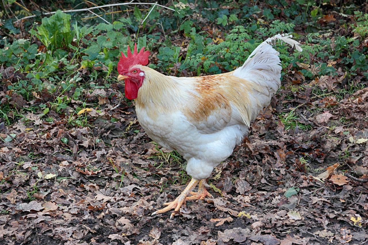 Amberlink Chicken: Complete Breed & Care Guide - Eco Peanut