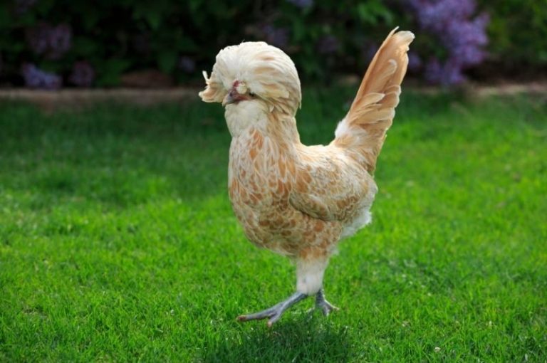 15 Most Fluffy Chicken Breeds - Eco Peanut