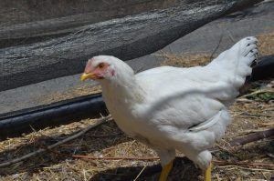 California White Chicken: Complete Breed & Care Guide - Eco Peanut